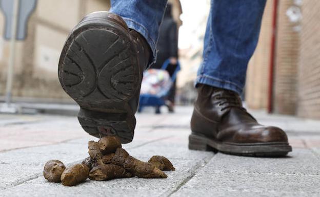 Ganemos solicita una campaña para acabar con las cacas de perro | El ...