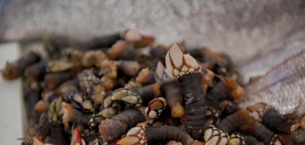 El percebe, más que un lujo culinario | El Norte de Castilla