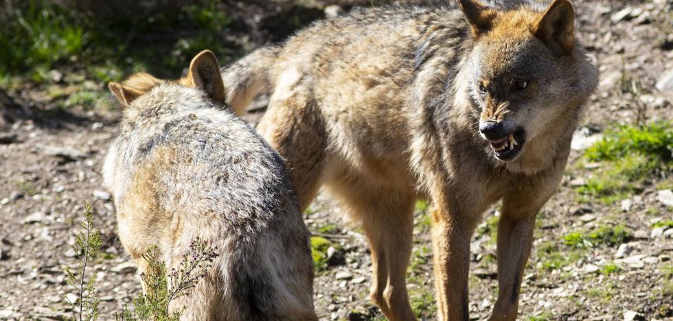 El reino del lobo por los montes avanza desde Castilla y León | El ...