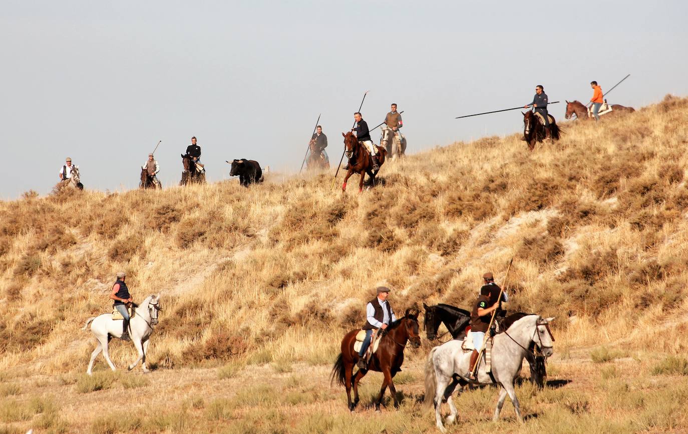Fotos: Encierro en Arrabal de Portillo | El Norte de Castilla